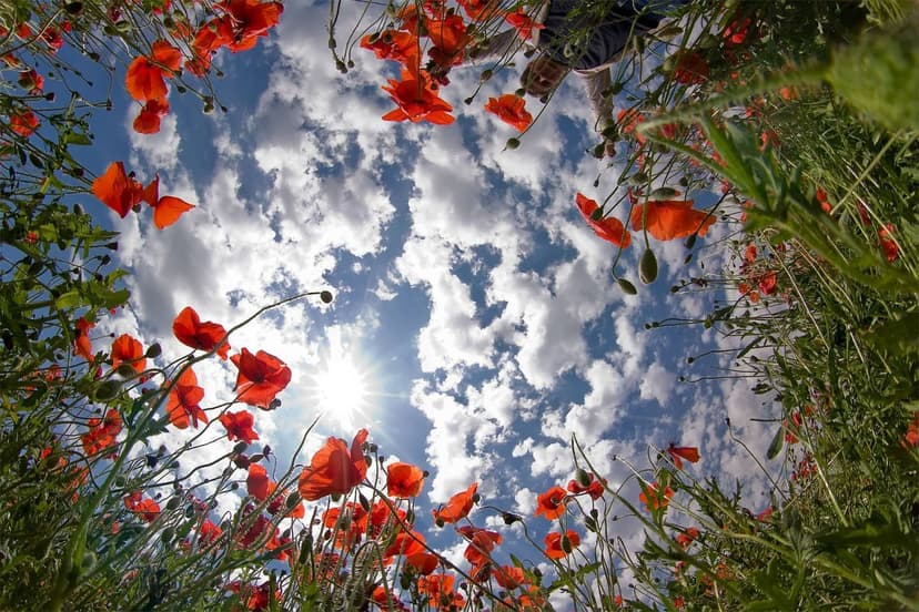 10 Beginner's Tips to Stunning Flower Photography