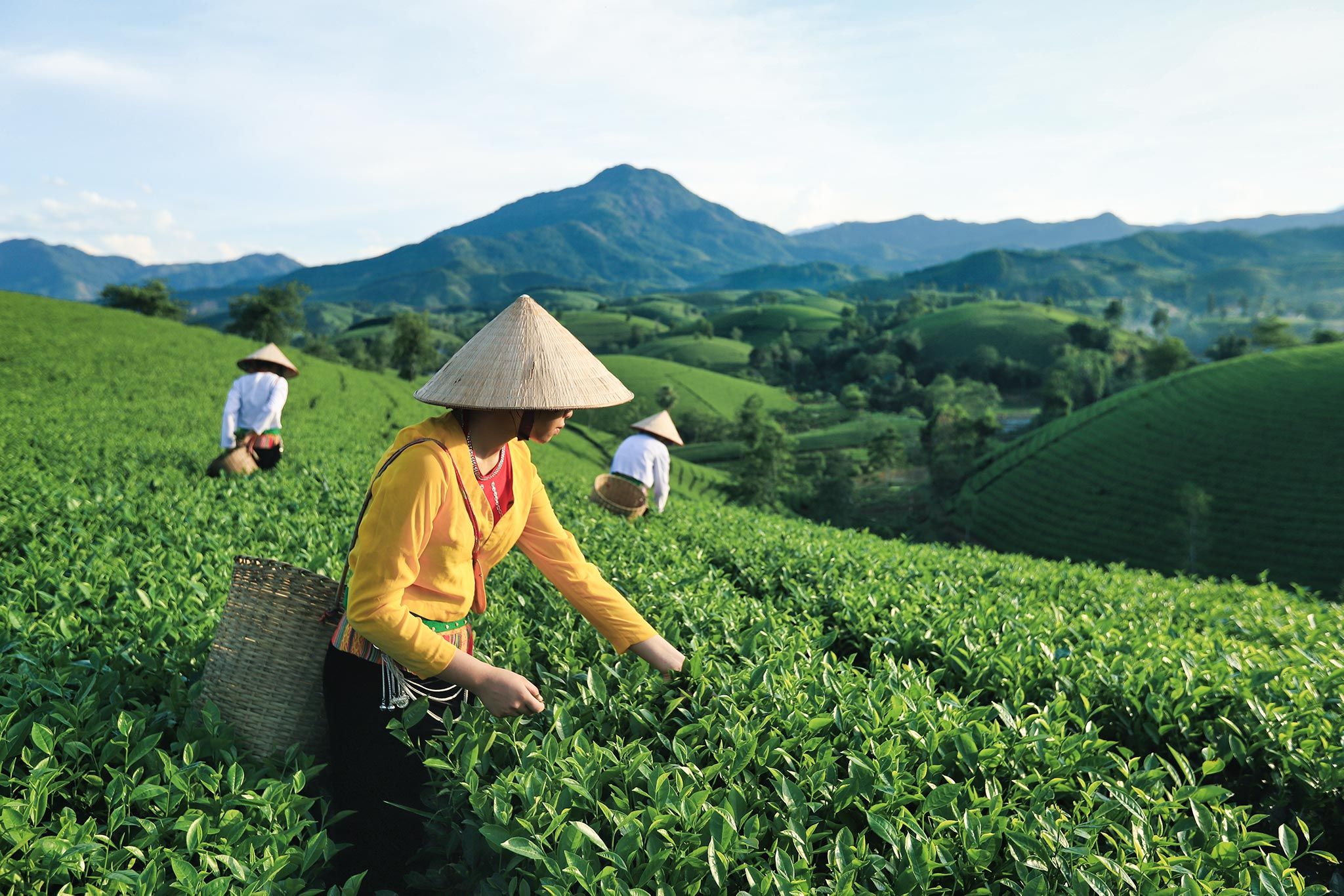 Water Lily Harvest Vietnam: Where Nature Paints in Petals