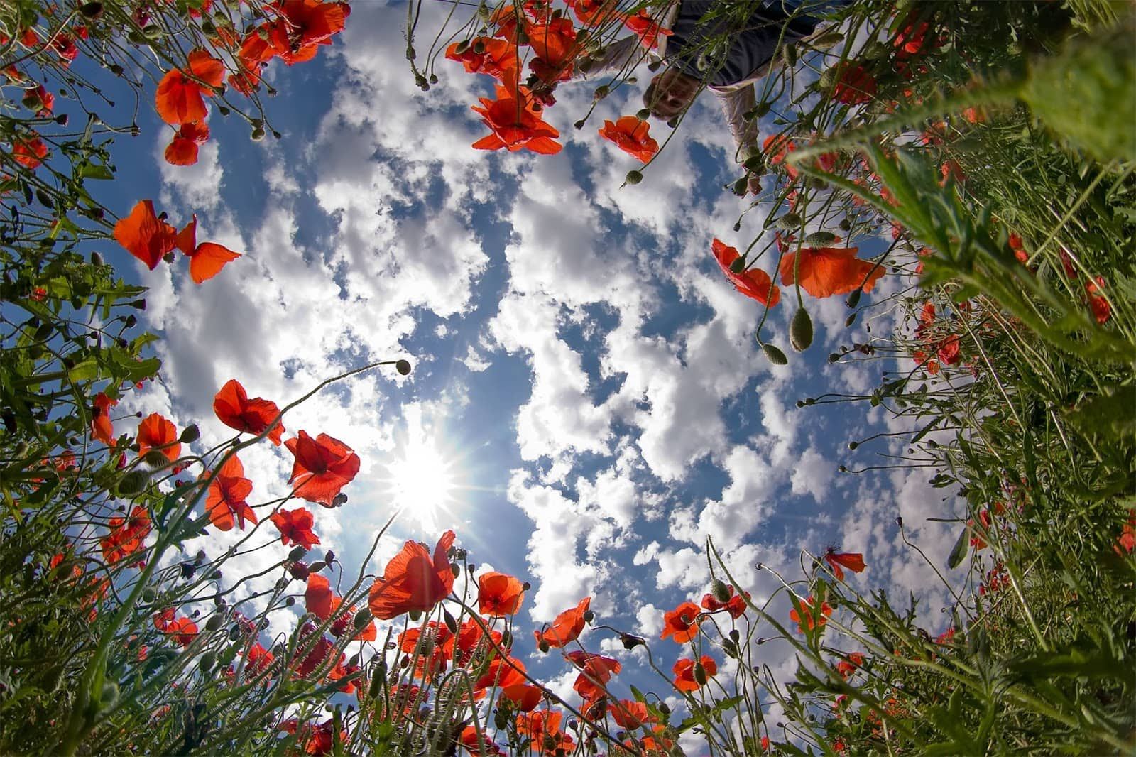10 Beginner's Tips to Stunning Flower Photography